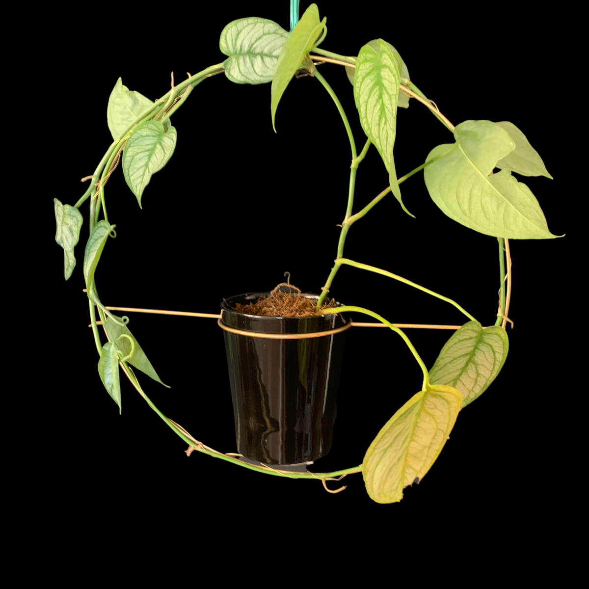 Brass Varro Plant Hangar – Ateliyay